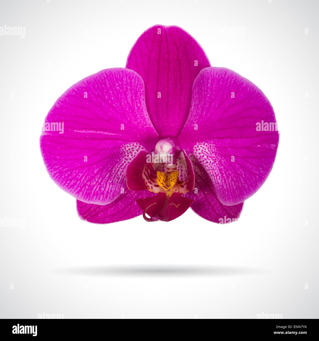 Single orchid flower Stock Photo - Alamy
