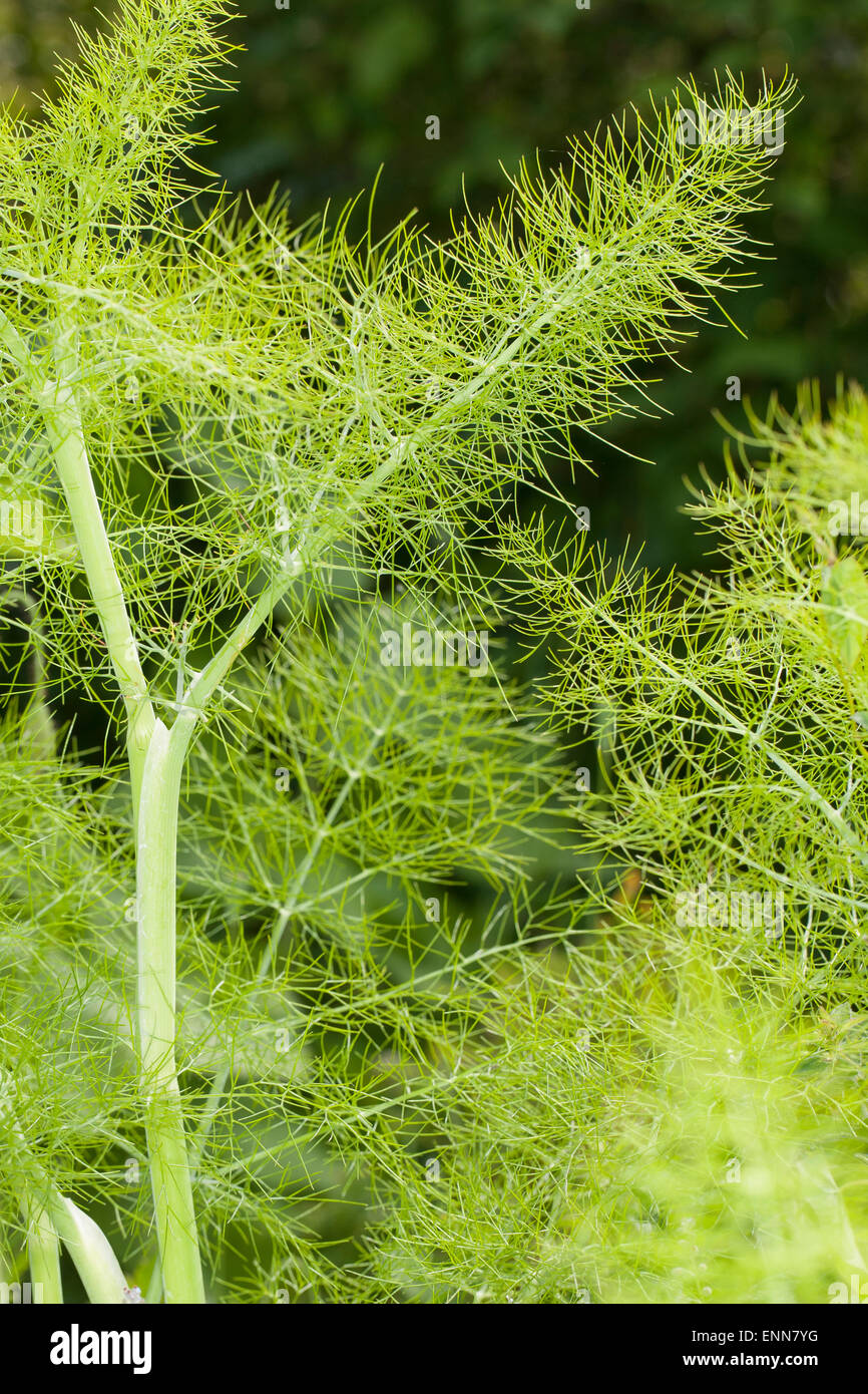 Fenouil High Resolution Stock Photography and Images - Alamy