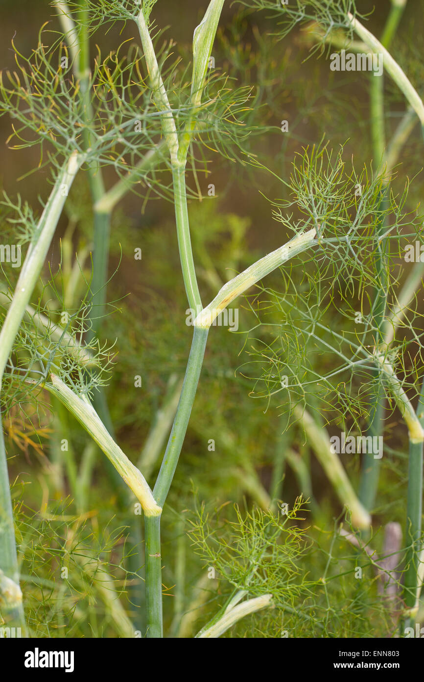 Fennel, Fenchel, Blatt, Blätter, Foeniculum vulgare, Foeniculum ...