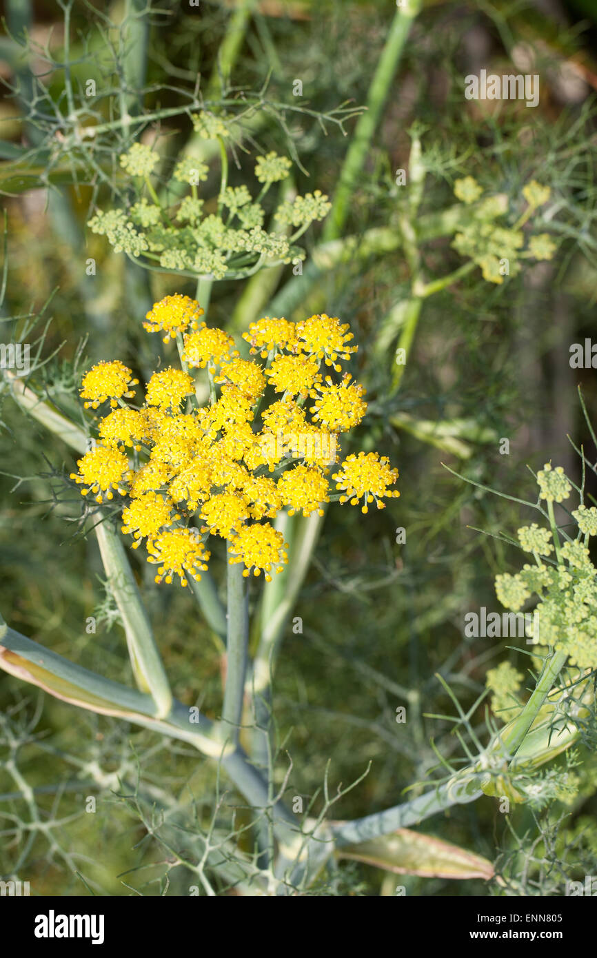 Fennel, Fenchel, Foeniculum vulgare, Foeniculum officinale, Le fenouil ...