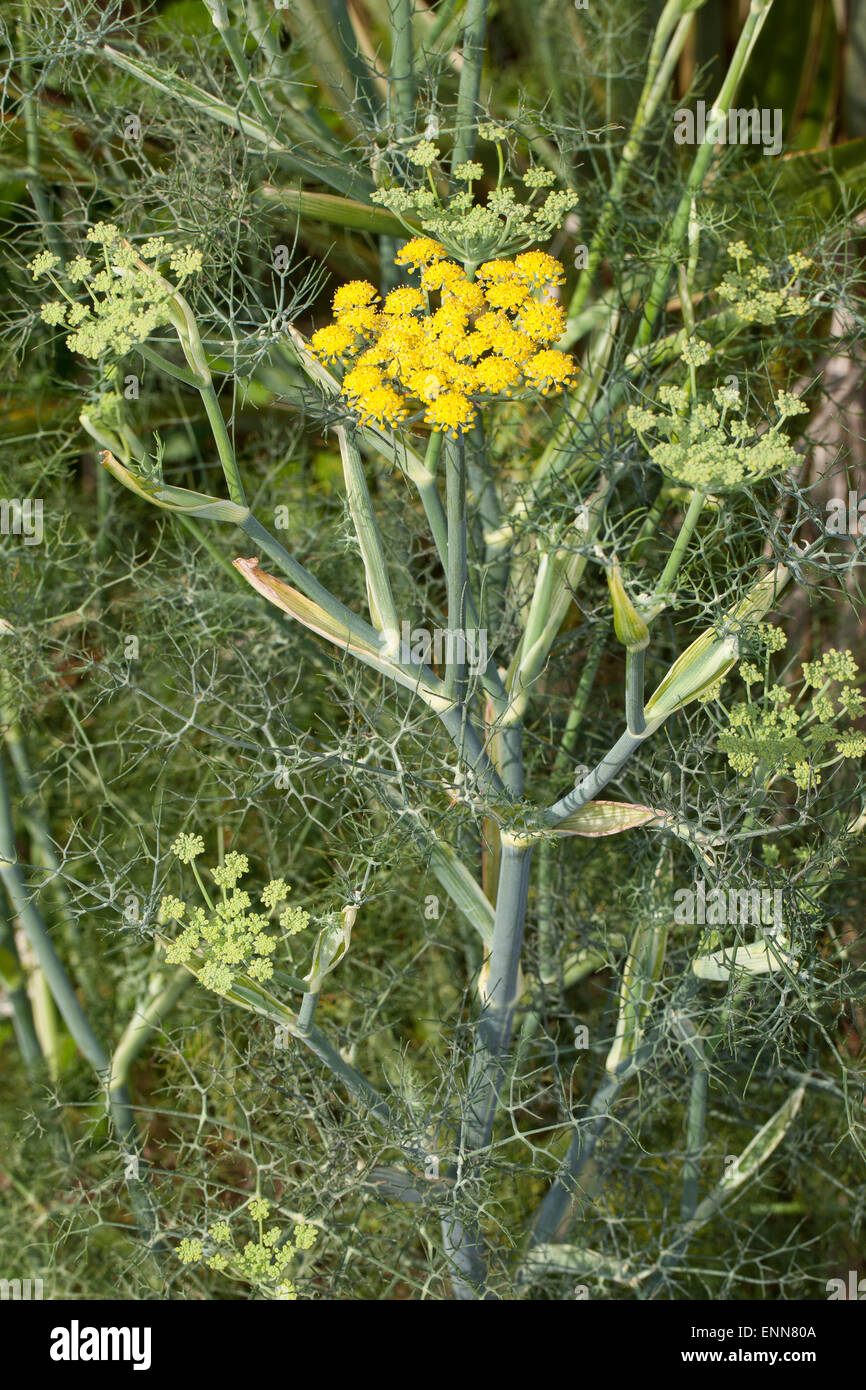 Fennel, Fenchel, Foeniculum vulgare, Foeniculum officinale, Le fenouil ...