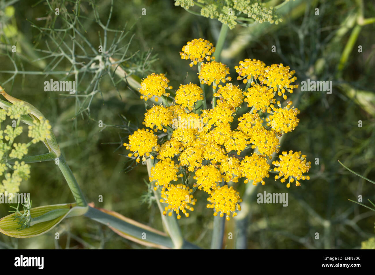 Foeniculum Officinale High Resolution Stock Photography and Images - Alamy