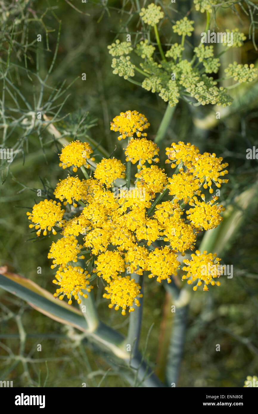 Fennel, Fenchel, Foeniculum vulgare, Foeniculum officinale, Le fenouil ...