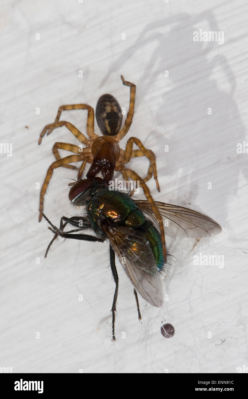 Lace weaver spider, House spider, female, Fensterspinne, Finsterspinne ...