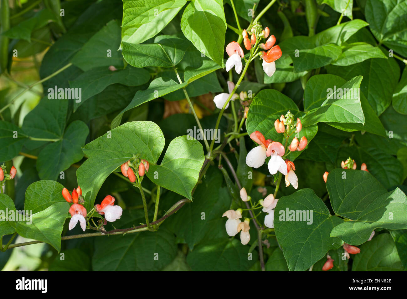 Scarlet runner bean, multiflora bean, beans, Feuerbohne, Käferbohne ...