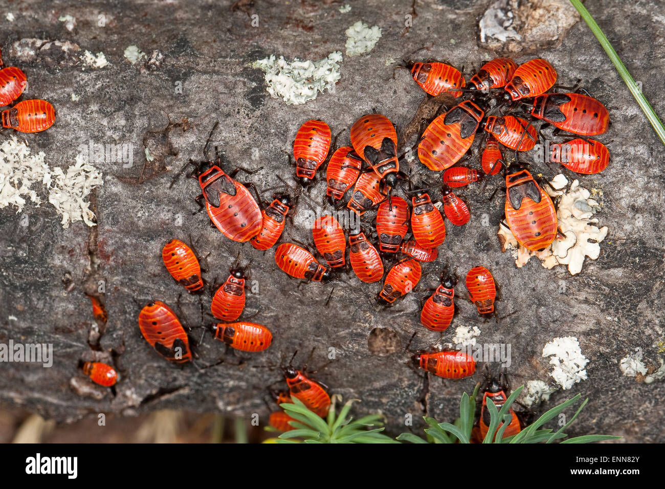 Firebug, Firebugs, larva, larvae, Feuerwanze, Feuer-Wanze, Larven ...