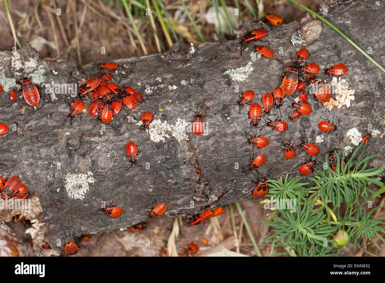 Firebug, Firebugs, larva, larvae, Feuerwanze, Feuer-Wanze, Larven ...