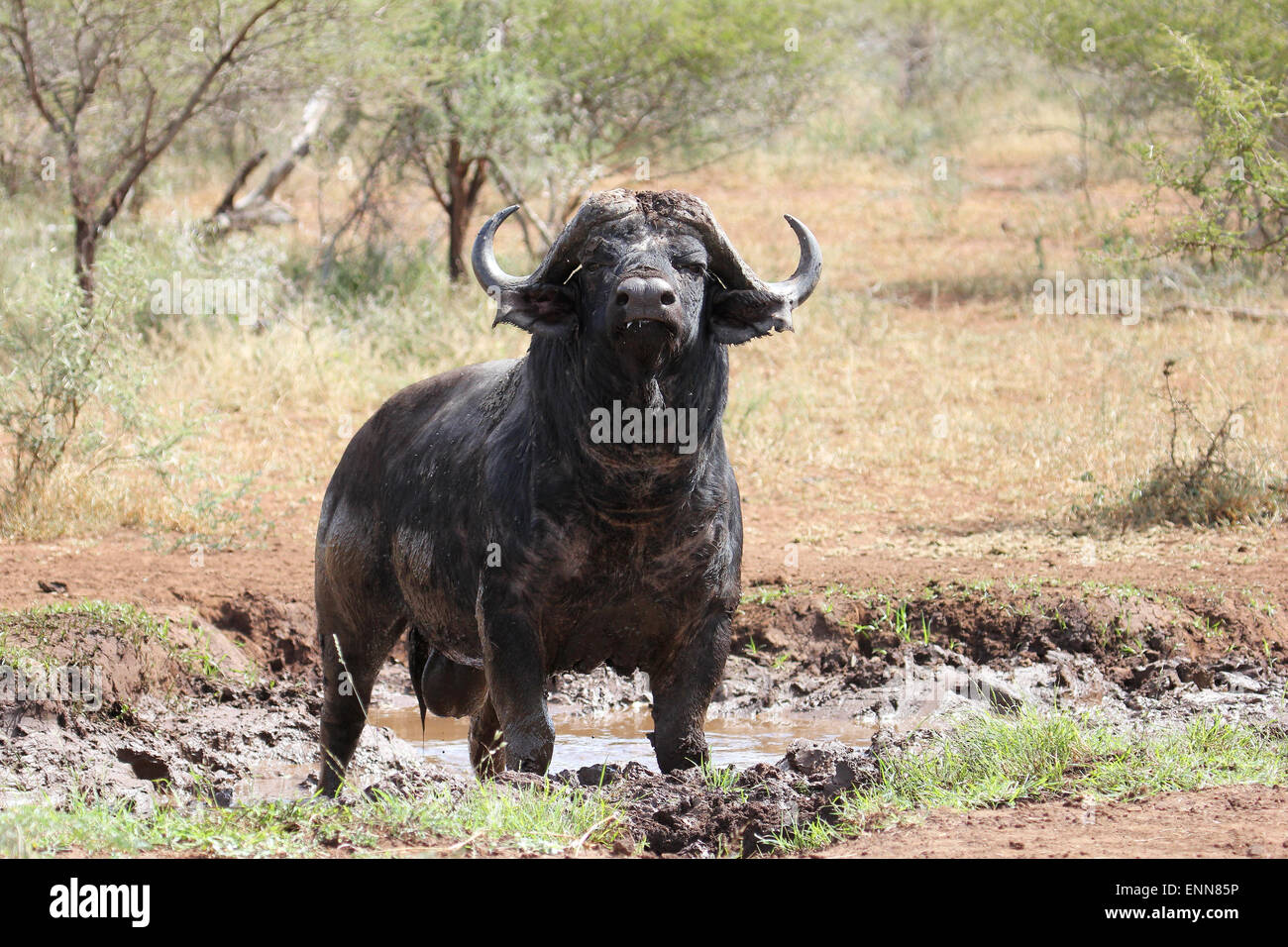 Buffalo High Resolution Stock Photography and Images - Alamy