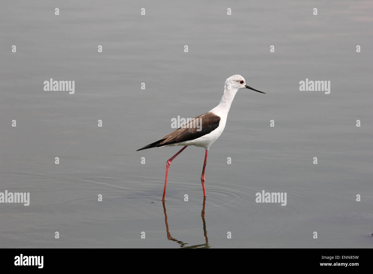 Winged worms hi-res stock photography and images - Alamy