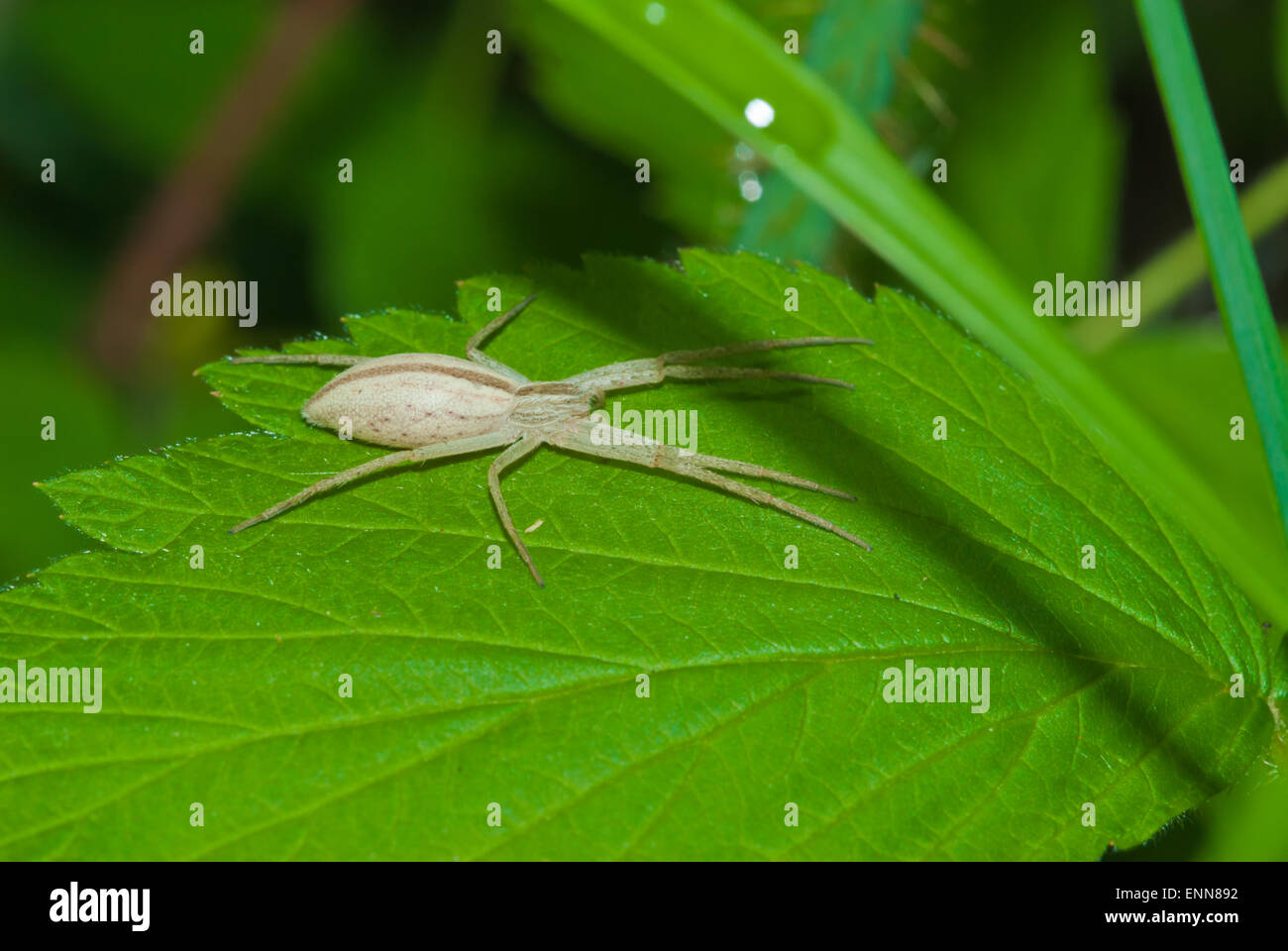 Slender crab spider, Tibellus oblongus, on a leaf in the Garner Orchid ...