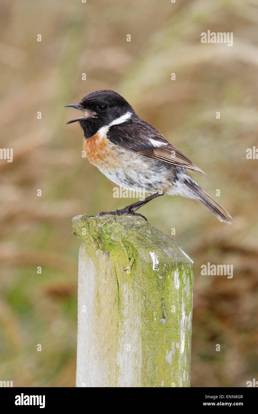 Stonechat bird perch hi-res stock photography and images - Alamy