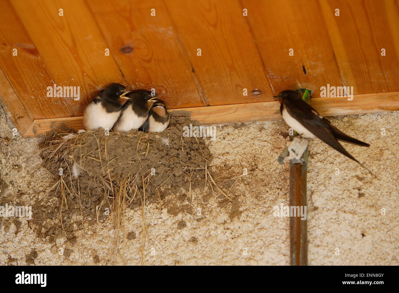 Young Swallows in the nest waiting to be fed Stock Photo - Alamy