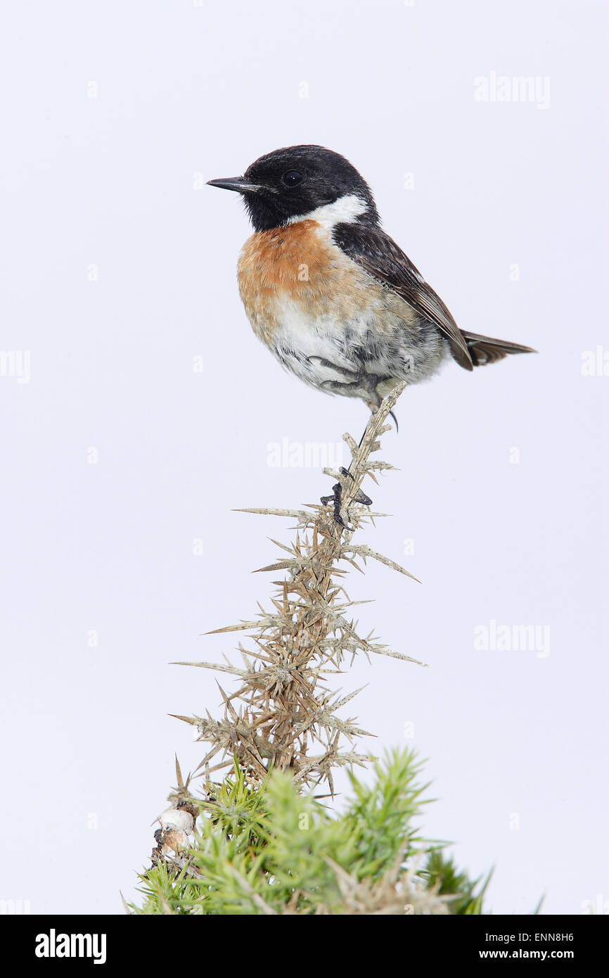 Saicola torquata hi-res stock photography and images - Alamy