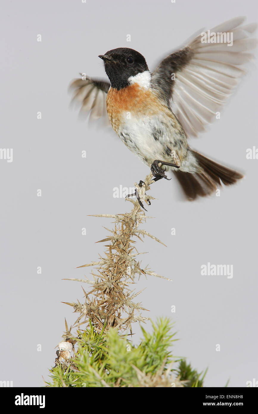 Saicola torquata hi-res stock photography and images - Alamy