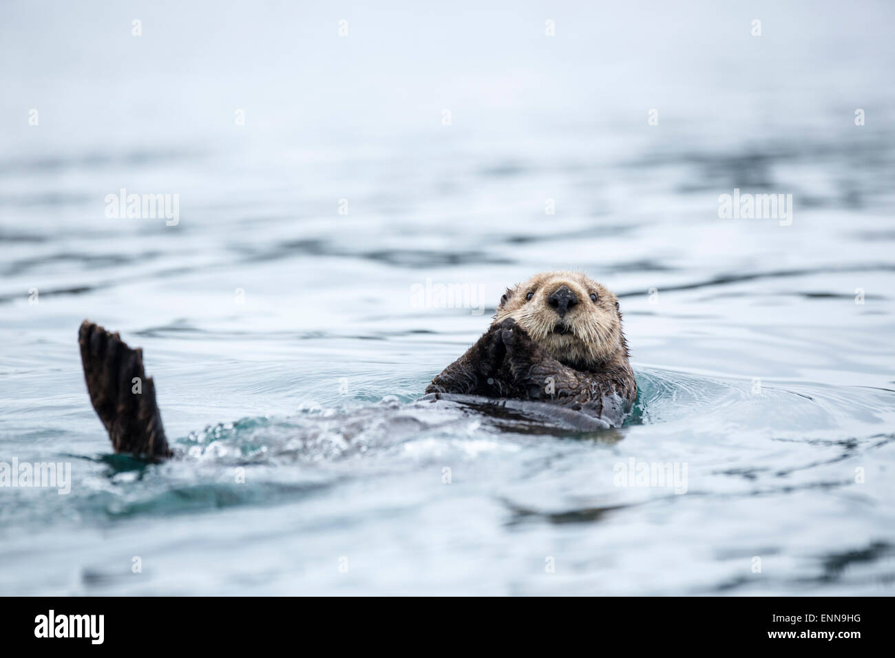 Swimming on the back hi-res stock photography and images - Alamy