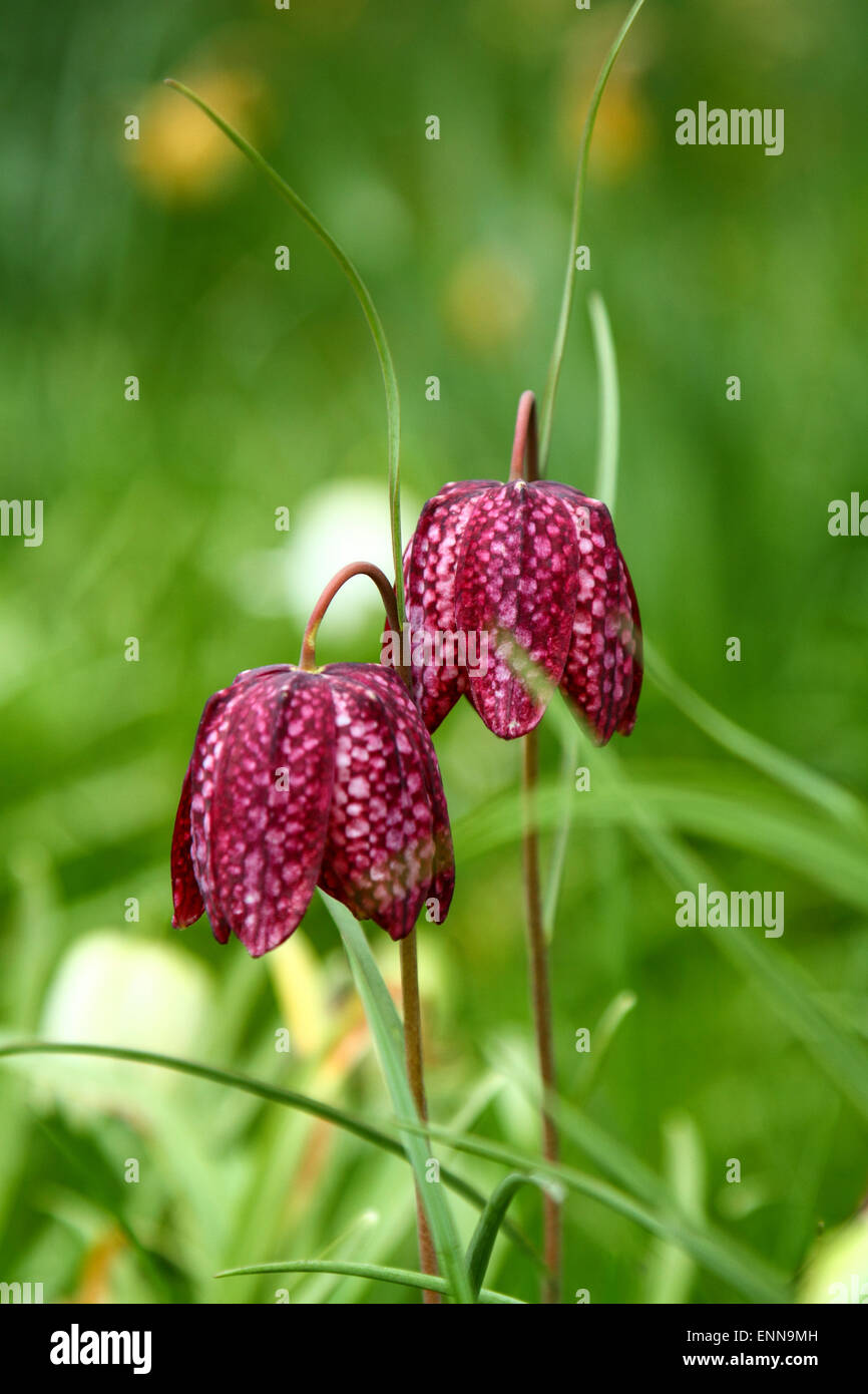 Snakes head fritillary flowers Stock Photo - Alamy