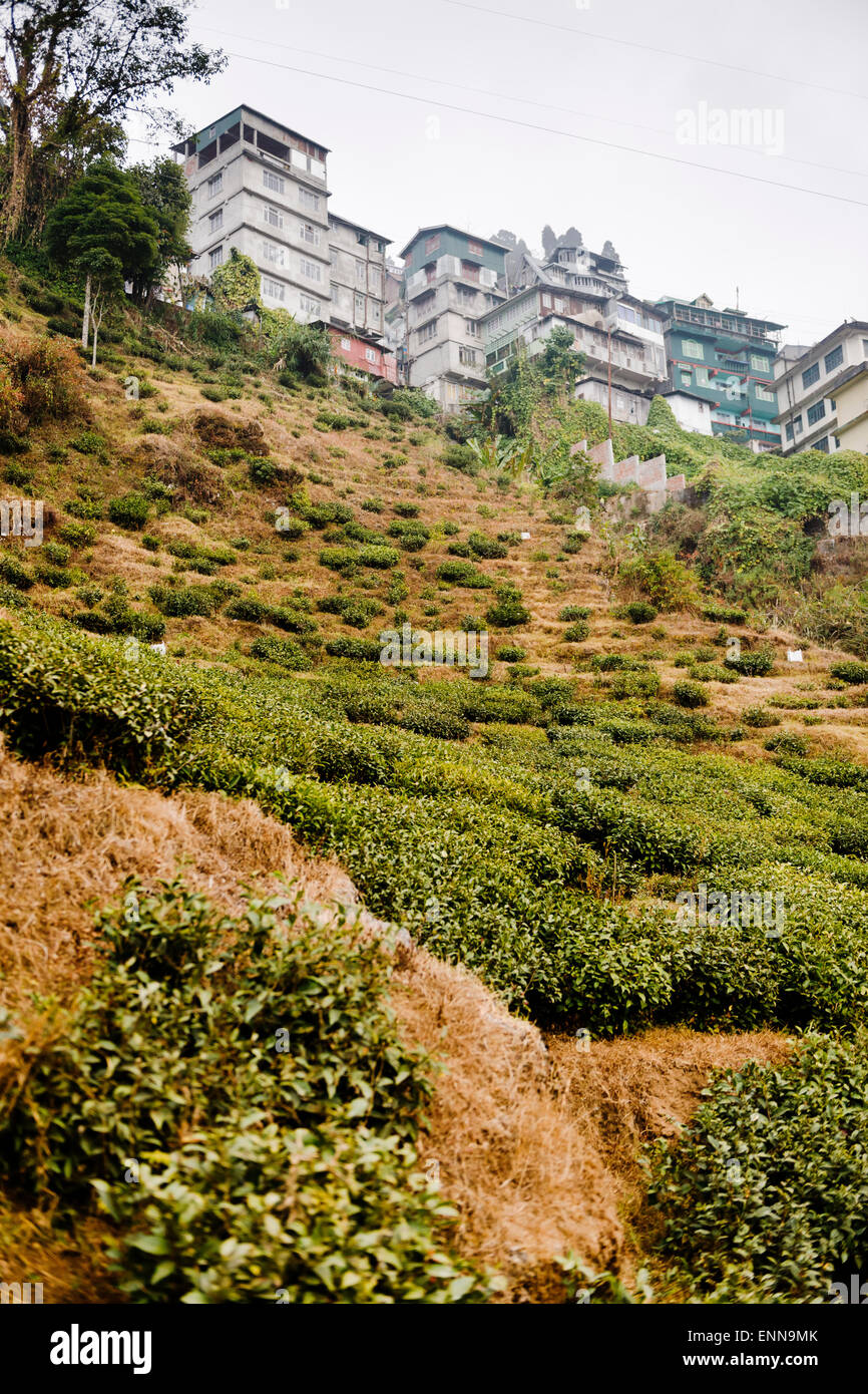 Happy valley tea estate hi-res stock photography and images - Alamy