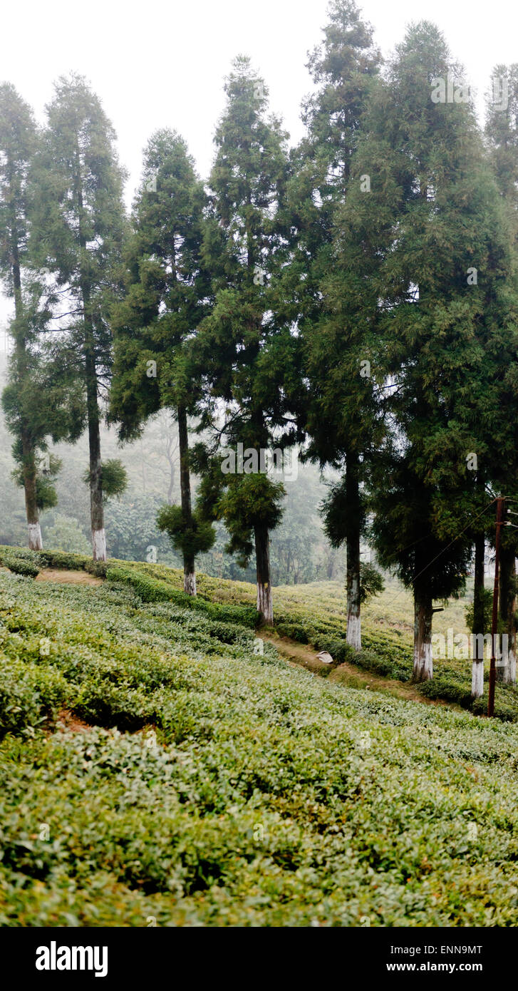 Darjeeling happy valley tea estate hi-res stock photography and images ...