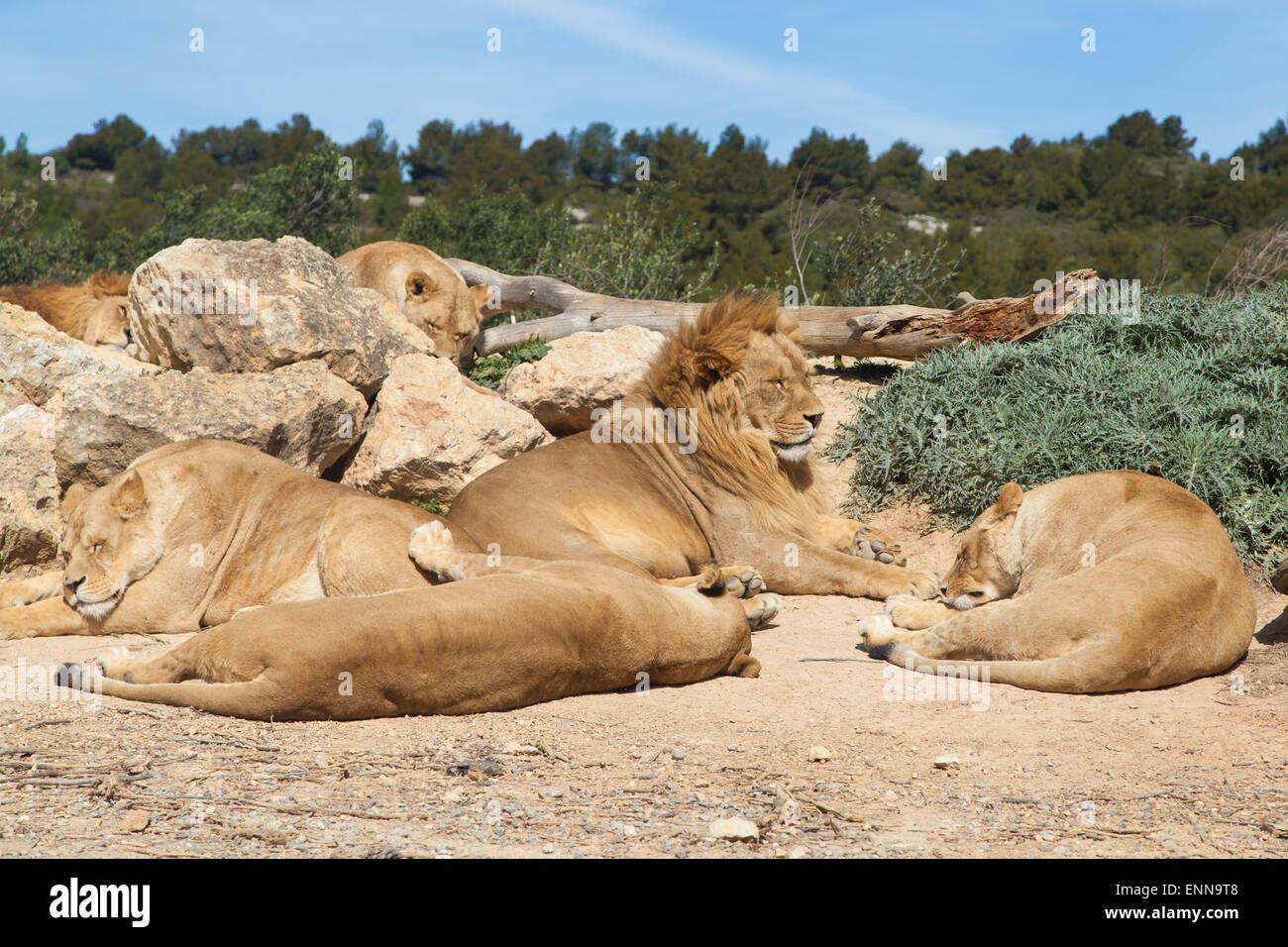 African pride of lions hi-res stock photography and images - Alamy
