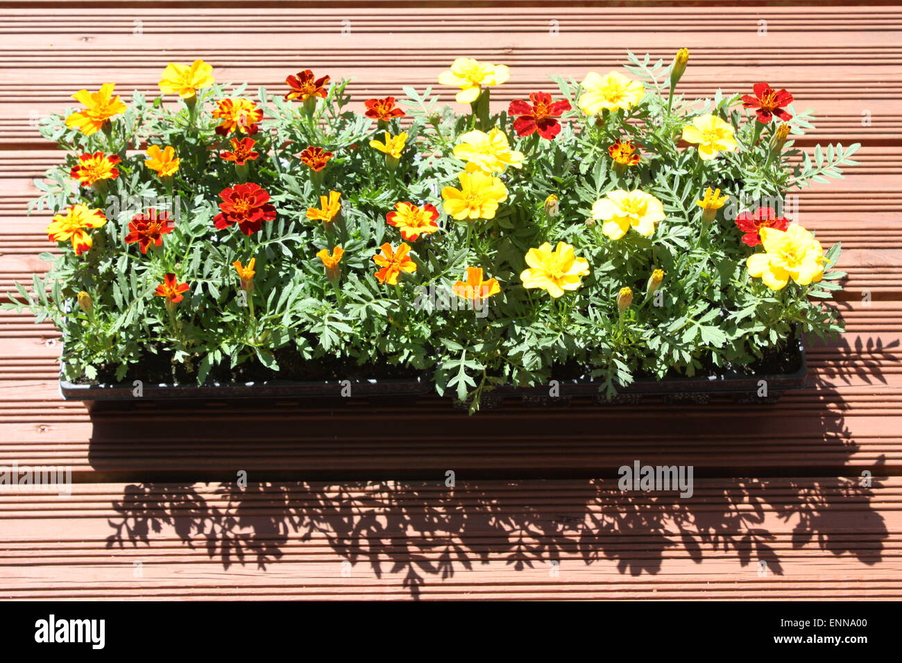 Marigold Flowers In Containers