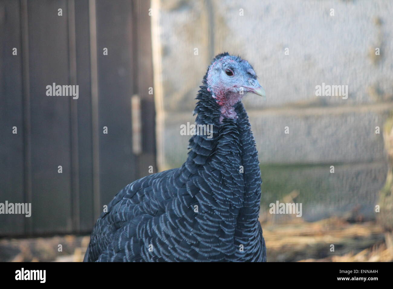 Turkey bird alive (Meleagris gallopavo Stock Photo - Alamy