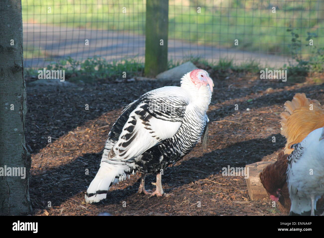 Turkey bird alive (Meleagris gallopavo Stock Photo - Alamy