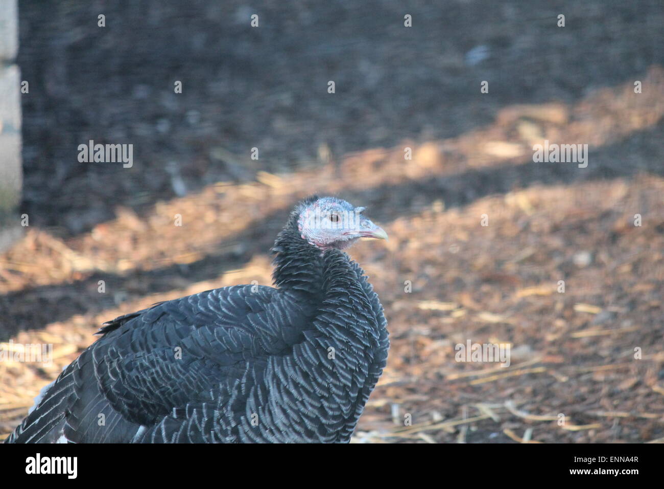Turkey bird alive (Meleagris gallopavo Stock Photo - Alamy