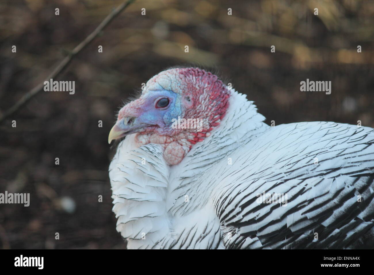 Turkey bird alive (Meleagris gallopavo Stock Photo - Alamy