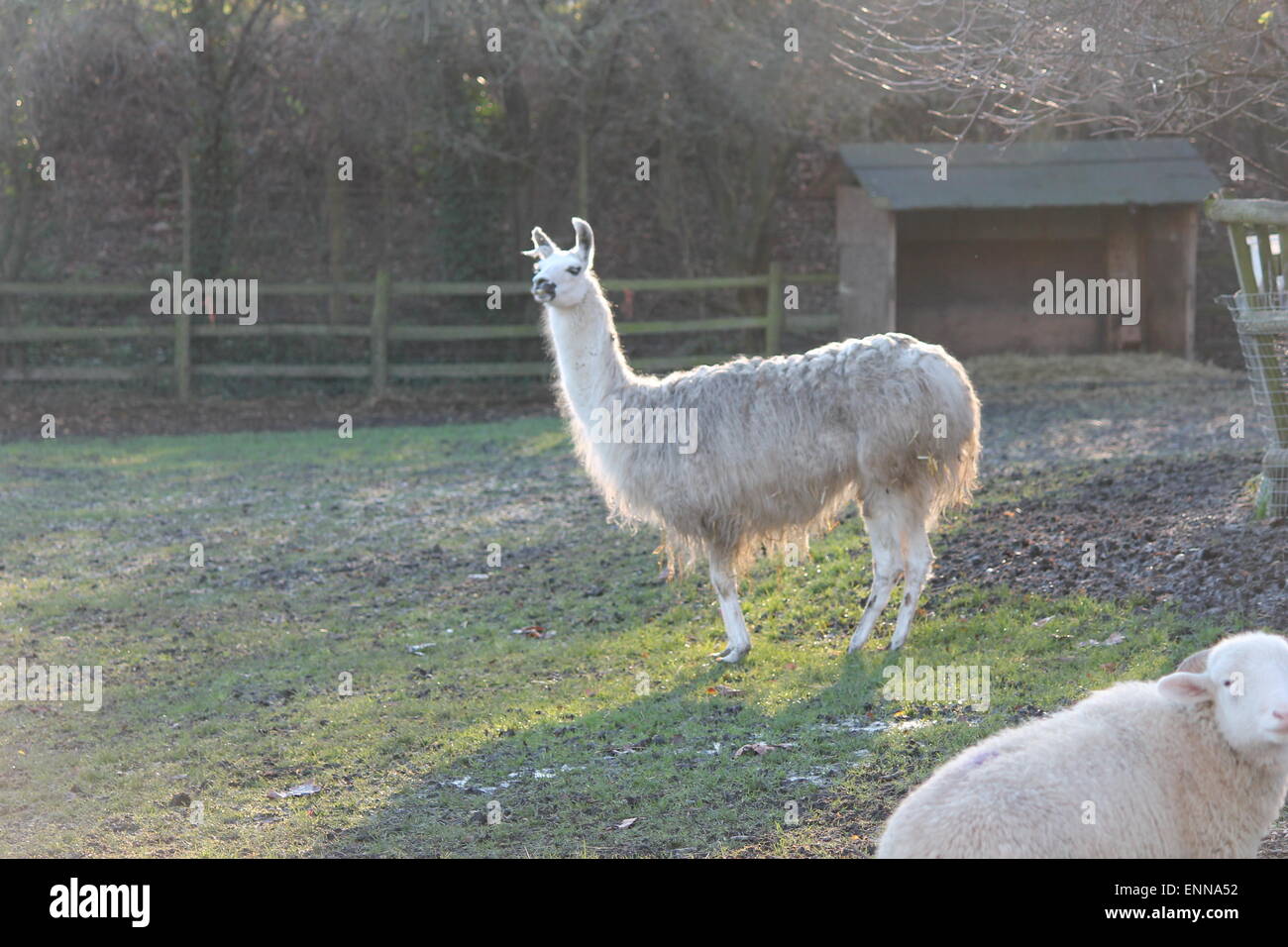 LLama in field Stock Photo - Alamy