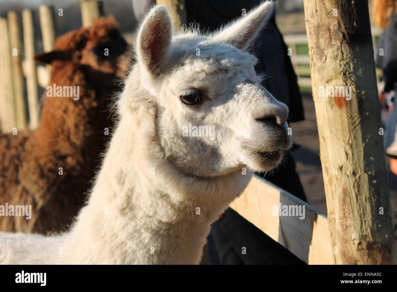 Llama in a field Stock Photo - Alamy