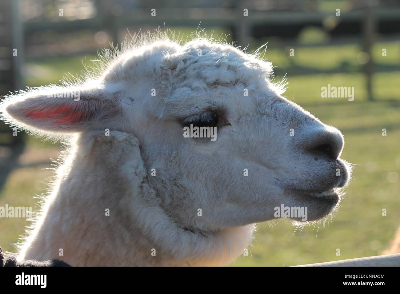 Curious llama expression hi-res stock photography and images - Alamy