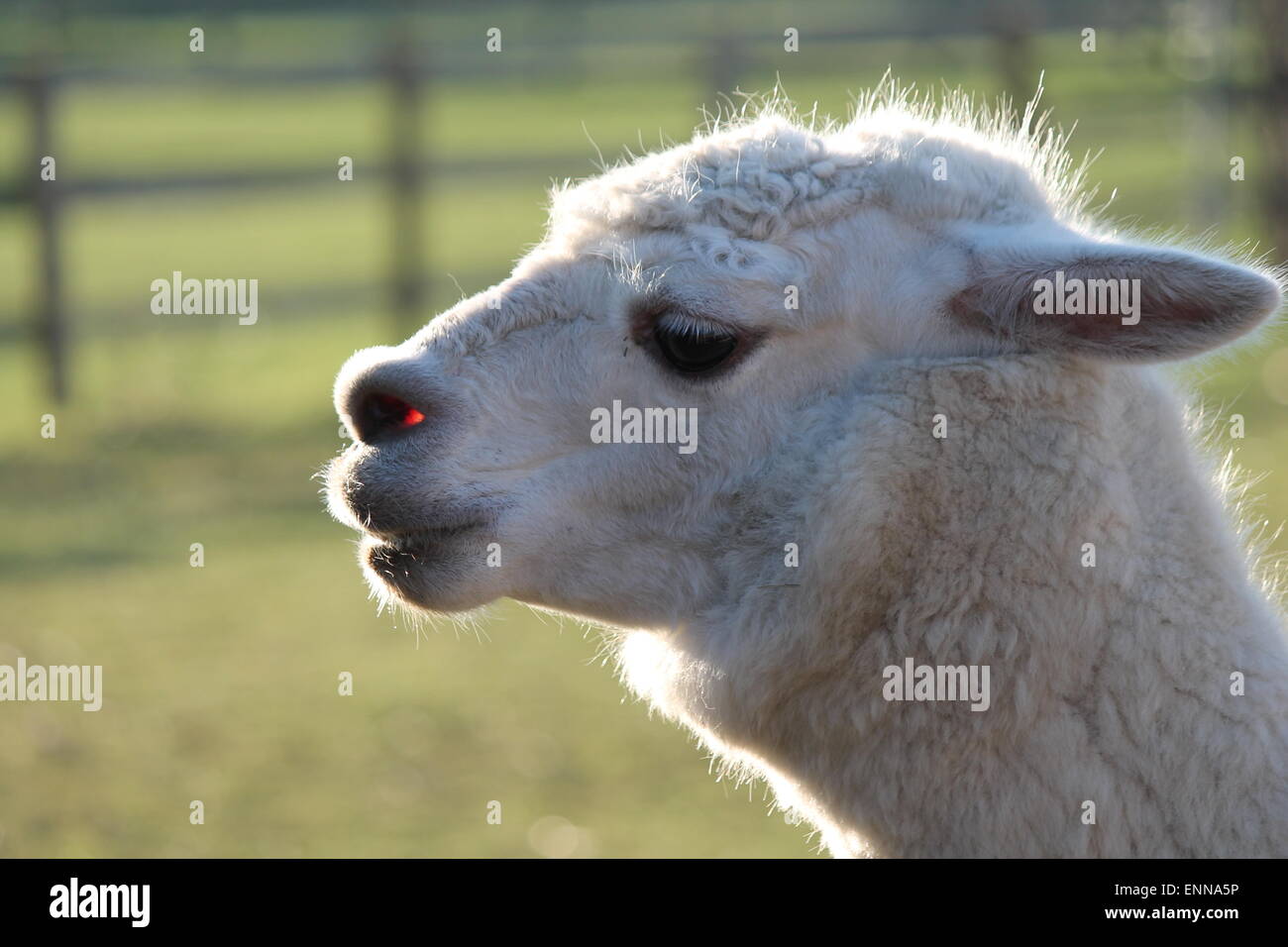 Curious llama expression hi-res stock photography and images - Alamy