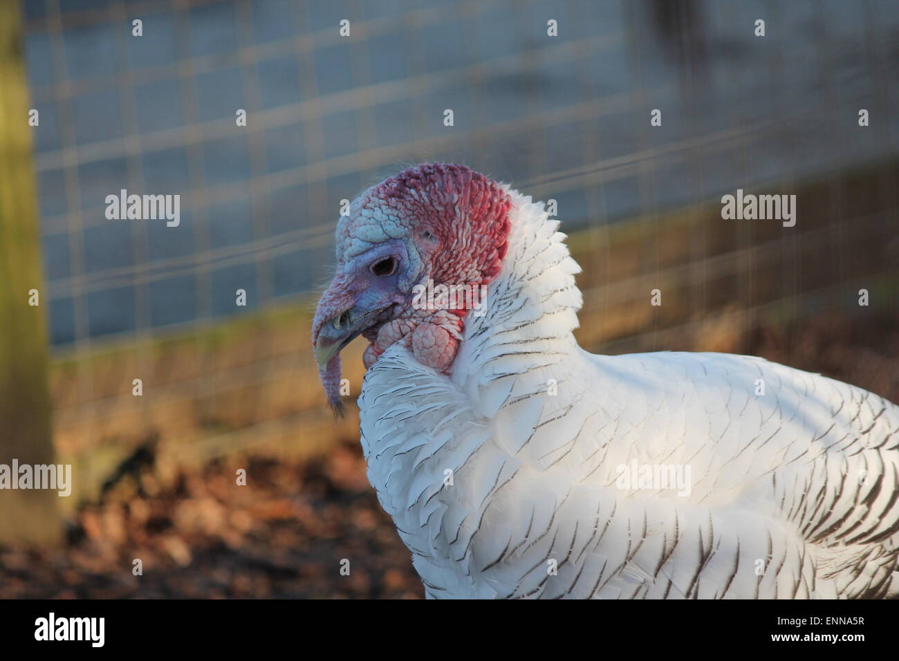 Turkey bird alive (Meleagris gallopavo Stock Photo - Alamy