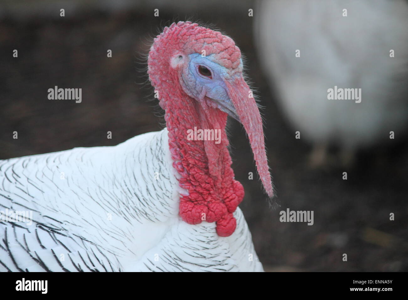 Turkey bird alive (Meleagris gallopavo Stock Photo - Alamy
