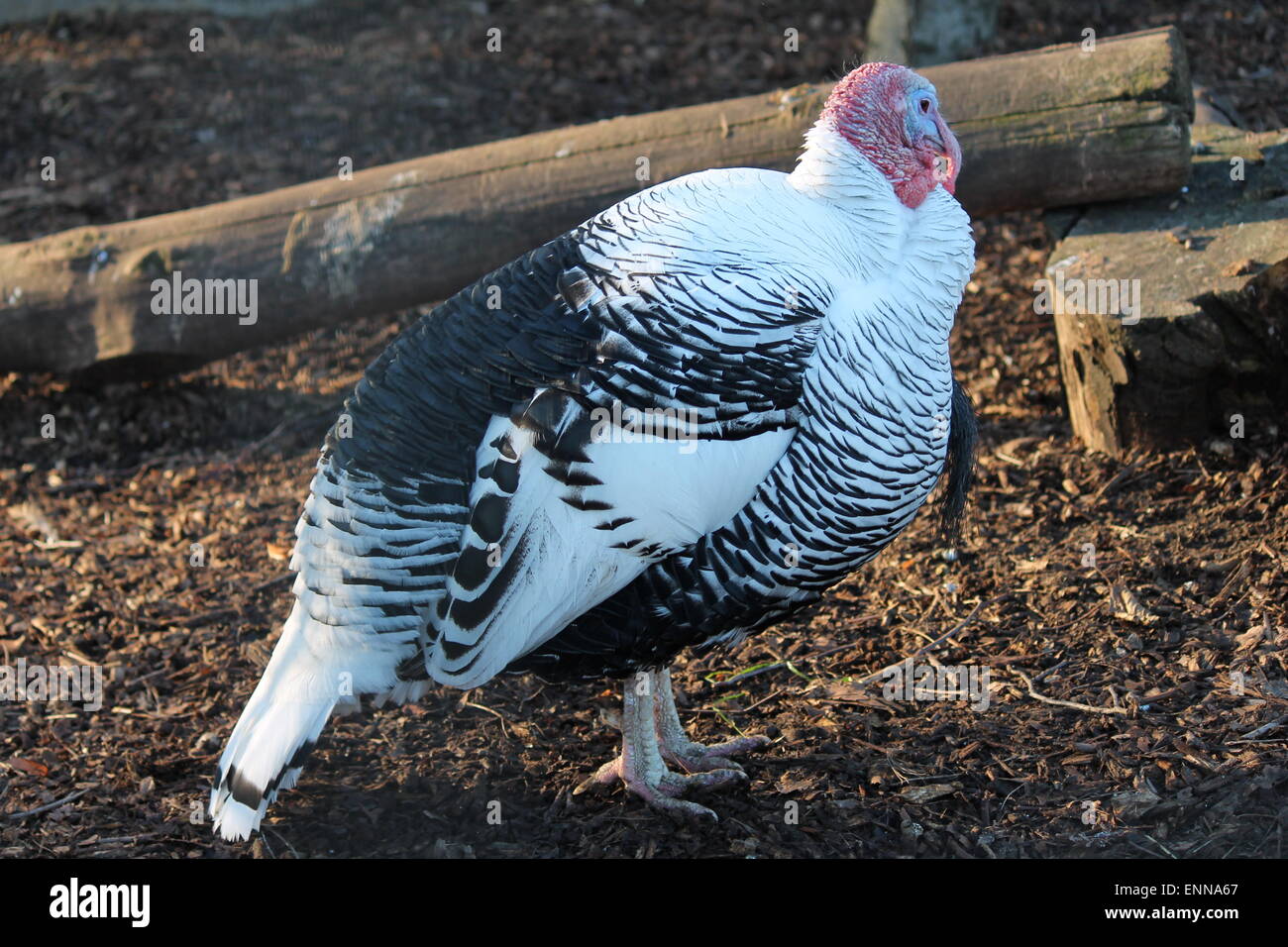 Turkey bird alive (Meleagris gallopavo Stock Photo - Alamy