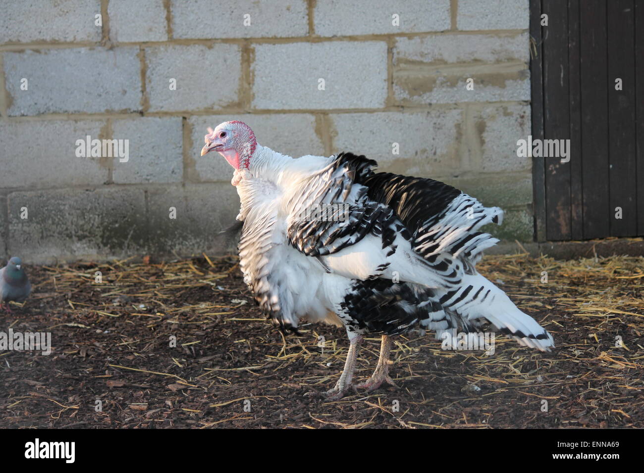Turkey bird alive (Meleagris gallopavo Stock Photo - Alamy