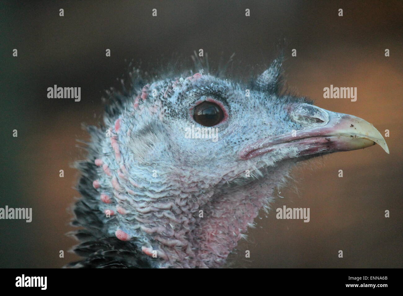 Turkey bird alive (Meleagris gallopavo Stock Photo - Alamy