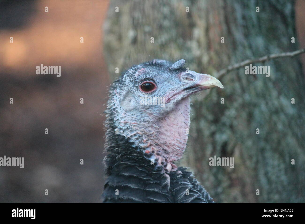 Turkey bird alive (Meleagris gallopavo Stock Photo - Alamy