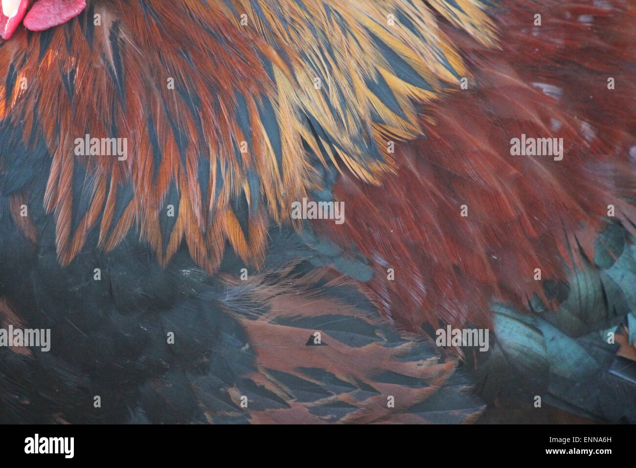 Close up of chicken feathers Stock Photo - Alamy