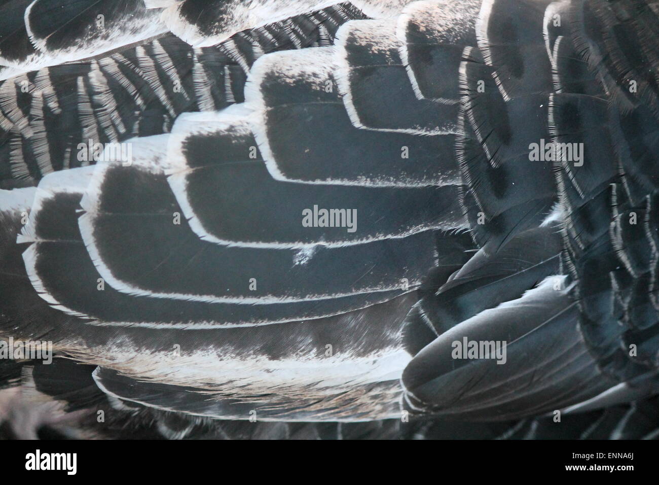 Turkey bird alive (Meleagris gallopavo Stock Photo - Alamy