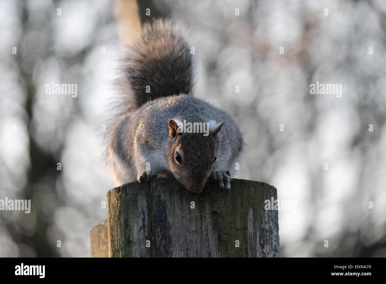 Grey Squirrel squirrel, grey, gray, mammal, fur, tail, wild Stock Photo ...