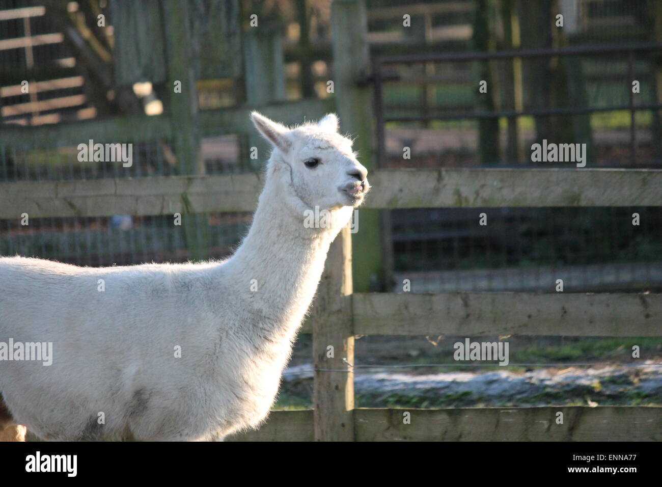 Llama in a field Stock Photo - Alamy