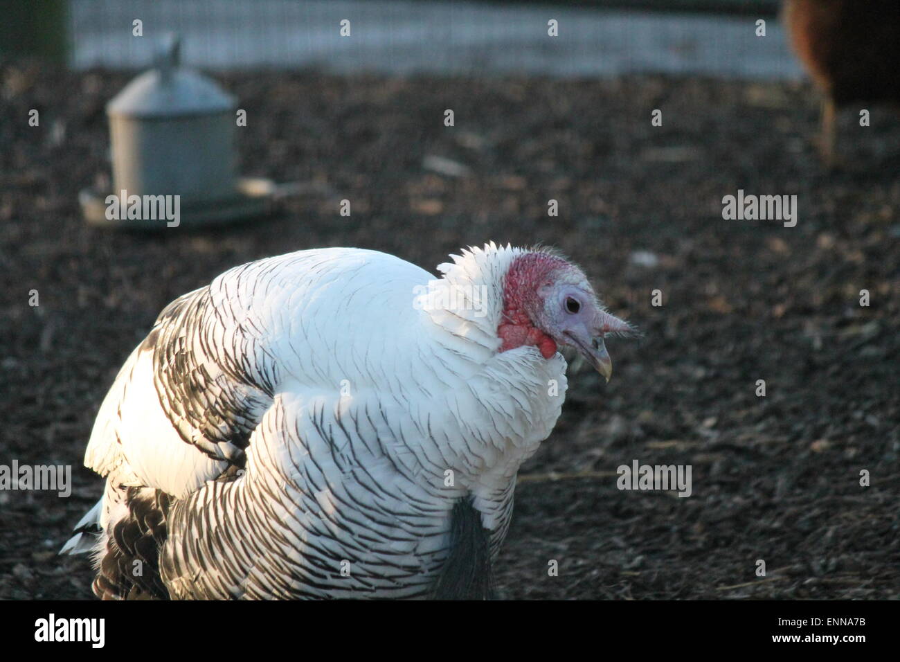 Turkey bird alive (Meleagris gallopavo Stock Photo - Alamy
