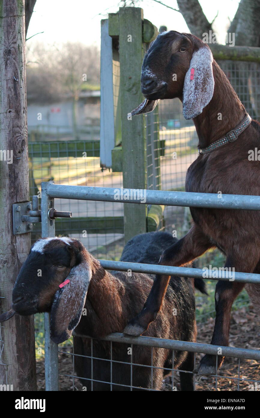 goat at the farm with fence Stock Photo - Alamy