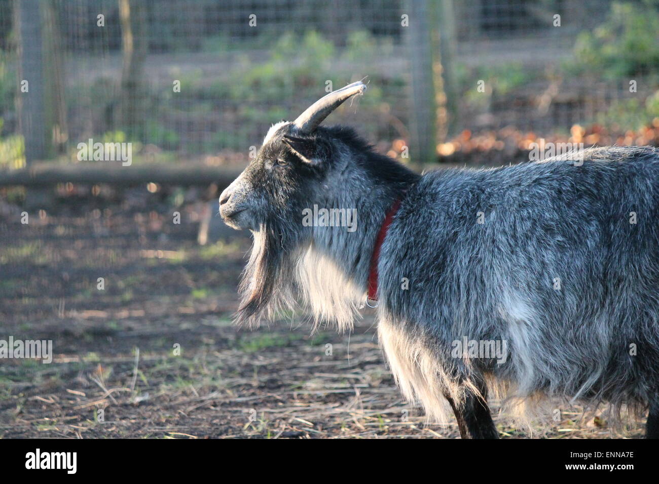 goat at the farm with fence Stock Photo - Alamy
