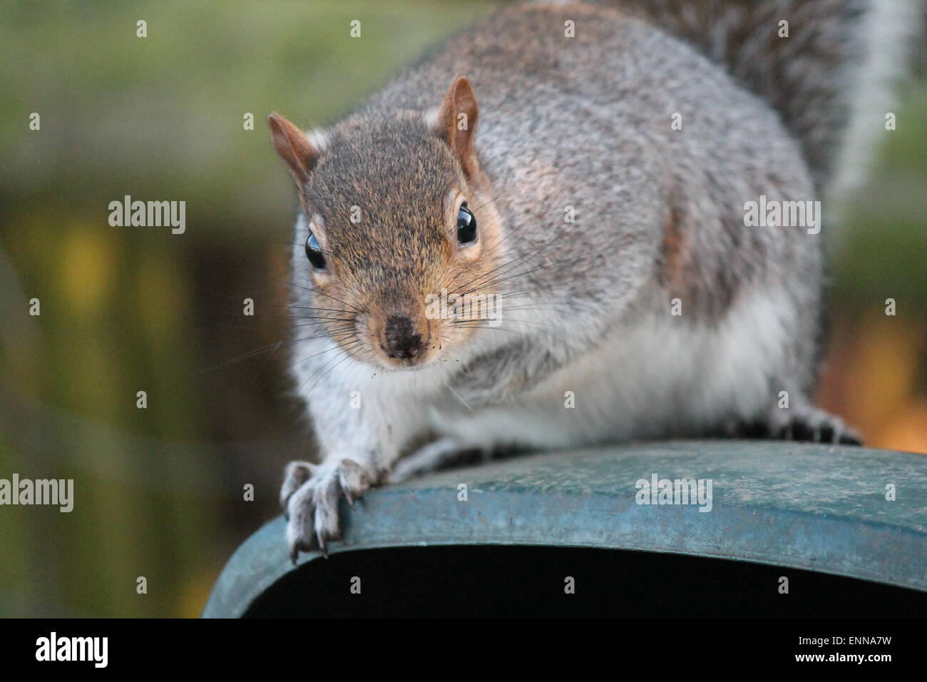 Grey Squirrel squirrel, grey, gray, mammal, fur, tail, wild Stock Photo ...