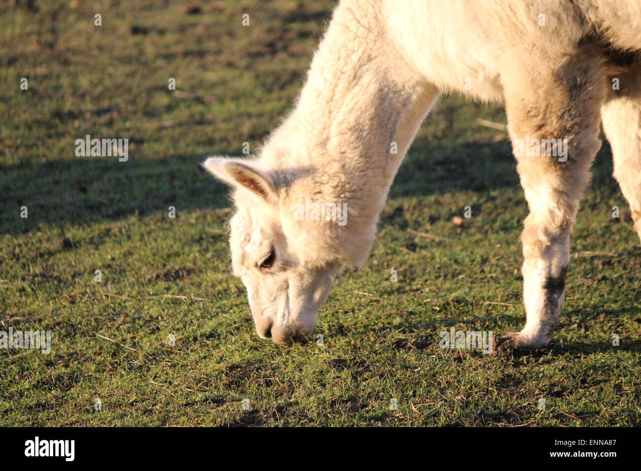Llama in a field Stock Photo - Alamy