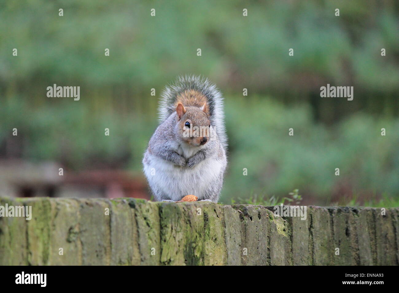Grey Squirrel squirrel, grey, gray, mammal, fur, tail, wild Stock Photo ...