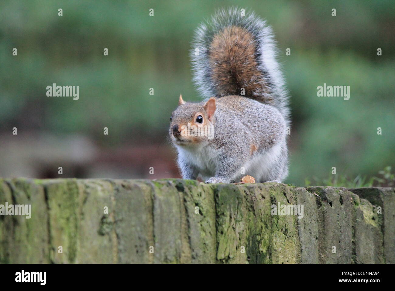 Domestic garden grey squirrel hi-res stock photography and images - Alamy