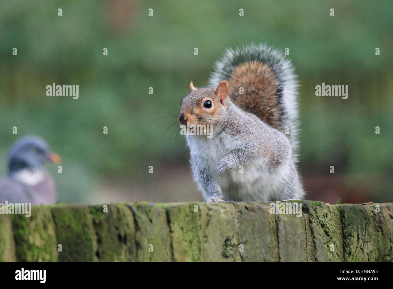 Grey Squirrel squirrel, grey, gray, mammal, fur, tail, wild Stock Photo ...